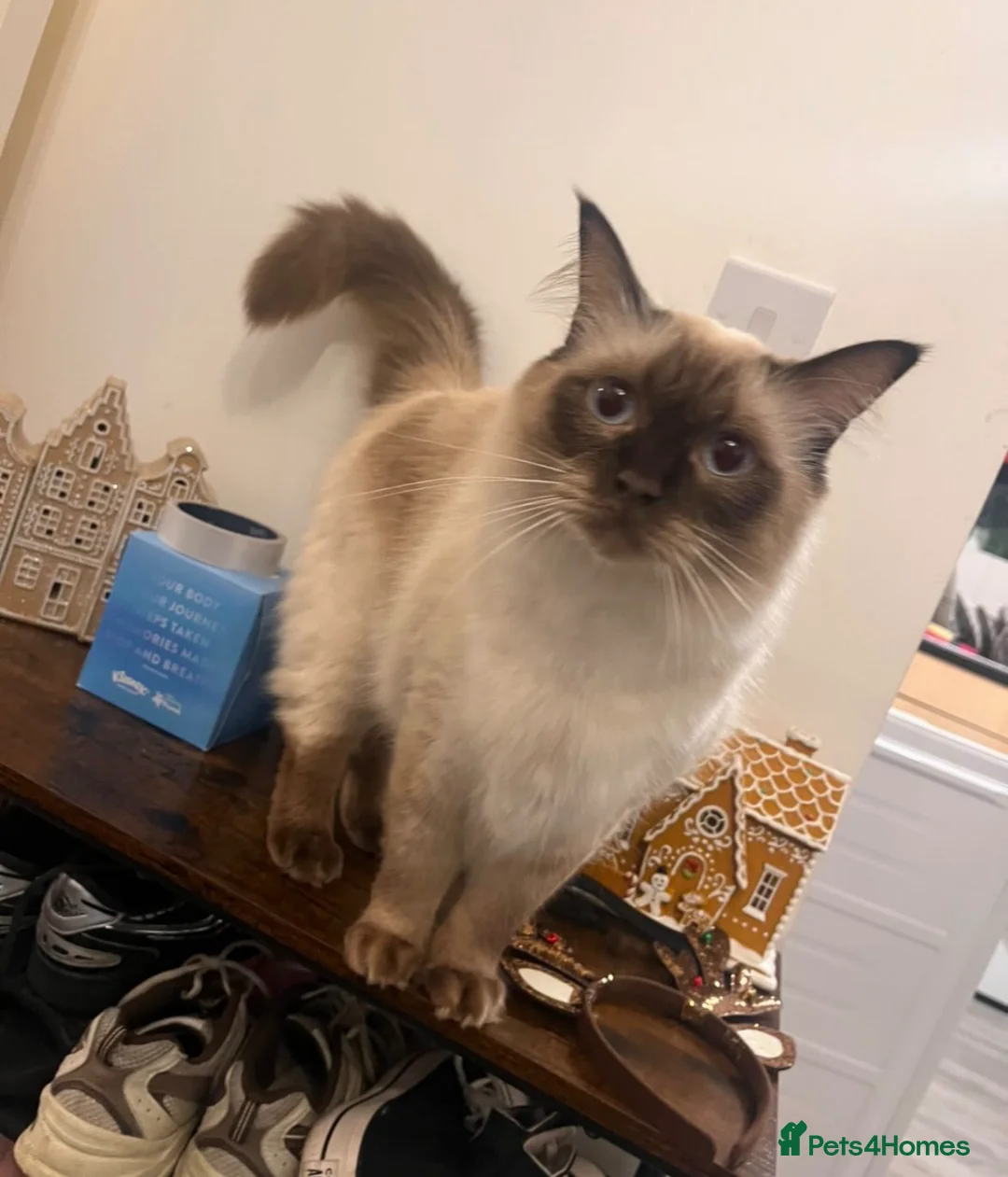 Ragdoll male tortoiseshell female for sale in Marlborough | Pets4Homes