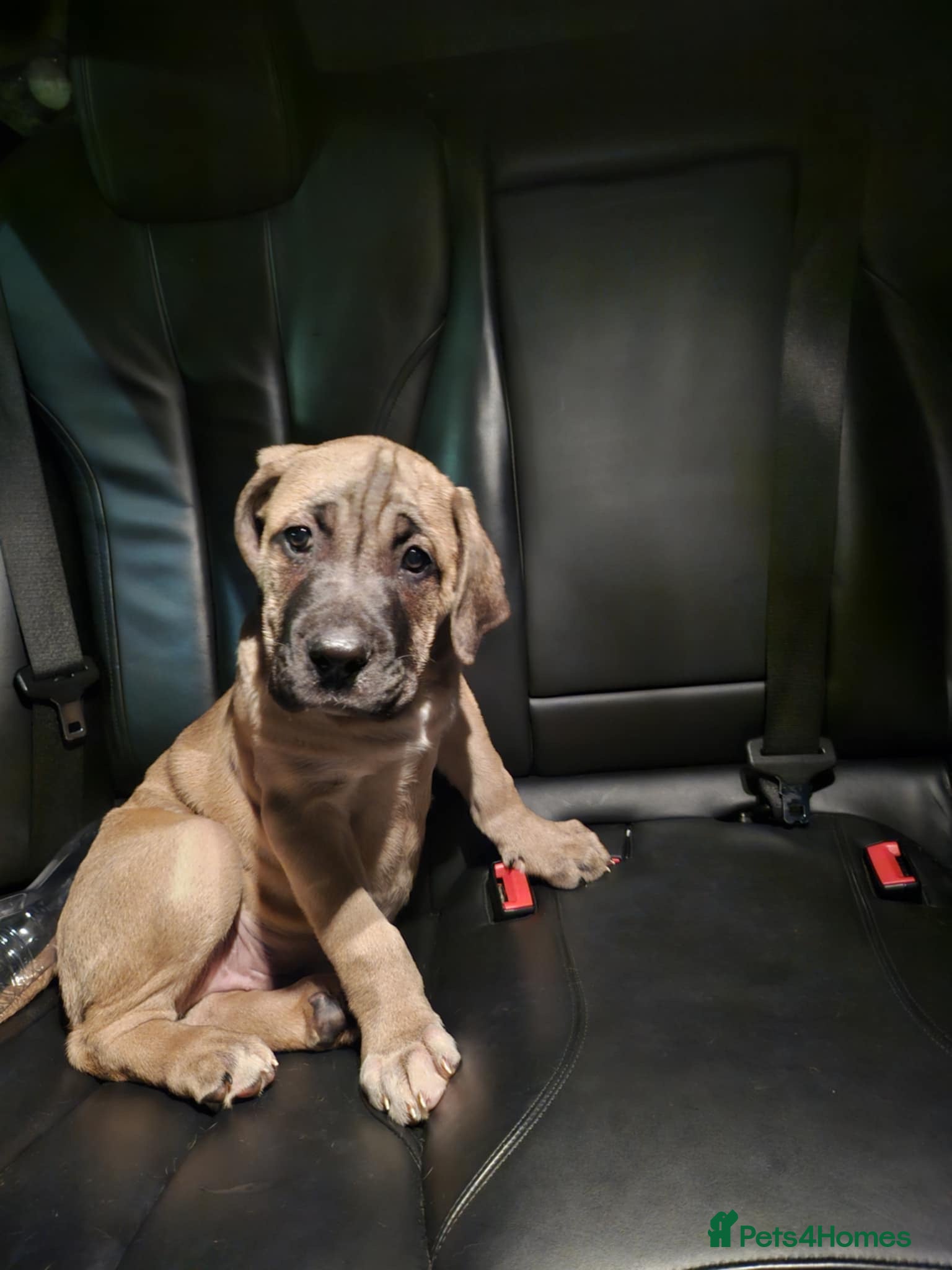 Healthy purebred Cane Corso Pup for sale in Doncaster | Pets4Homes