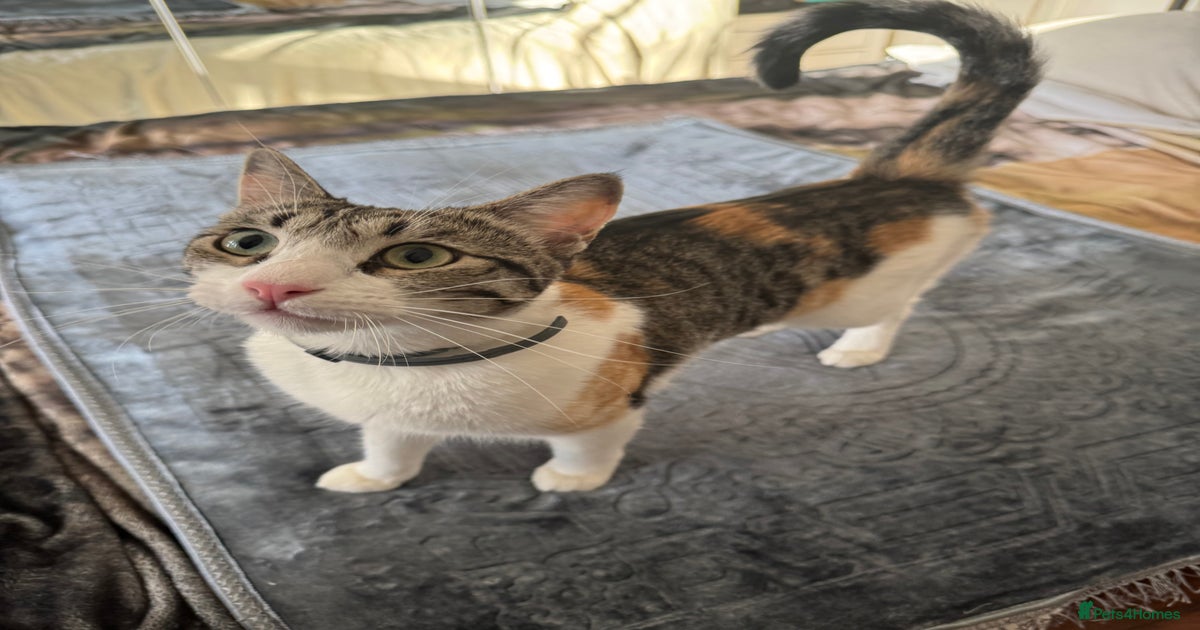 Two beautiful calico sisters-big kitties for sale in London | Pets4Homes