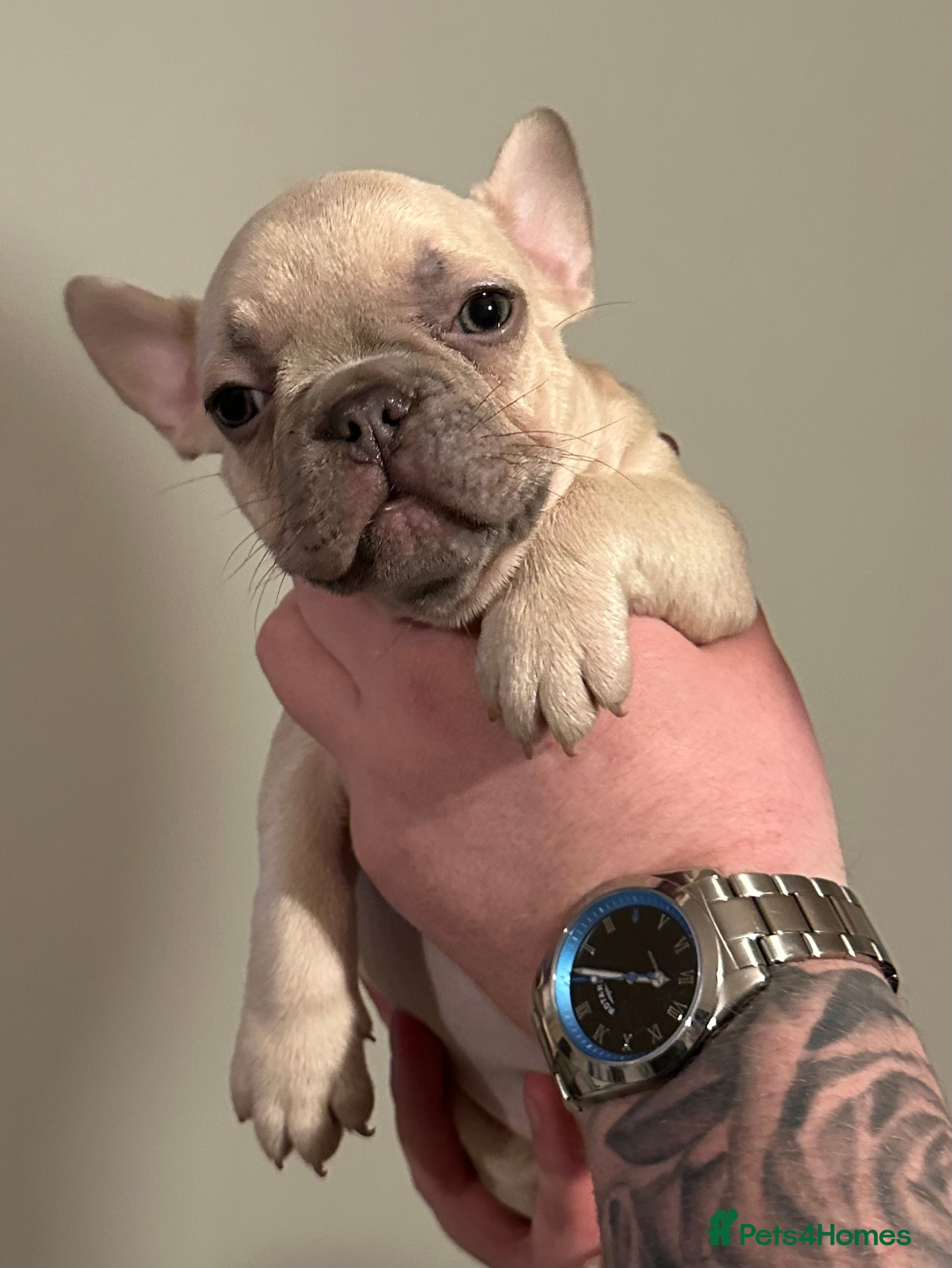 **REDUCED PRICE**READY TO GO** Full KC Frenchies for sale in | Pets4Homes