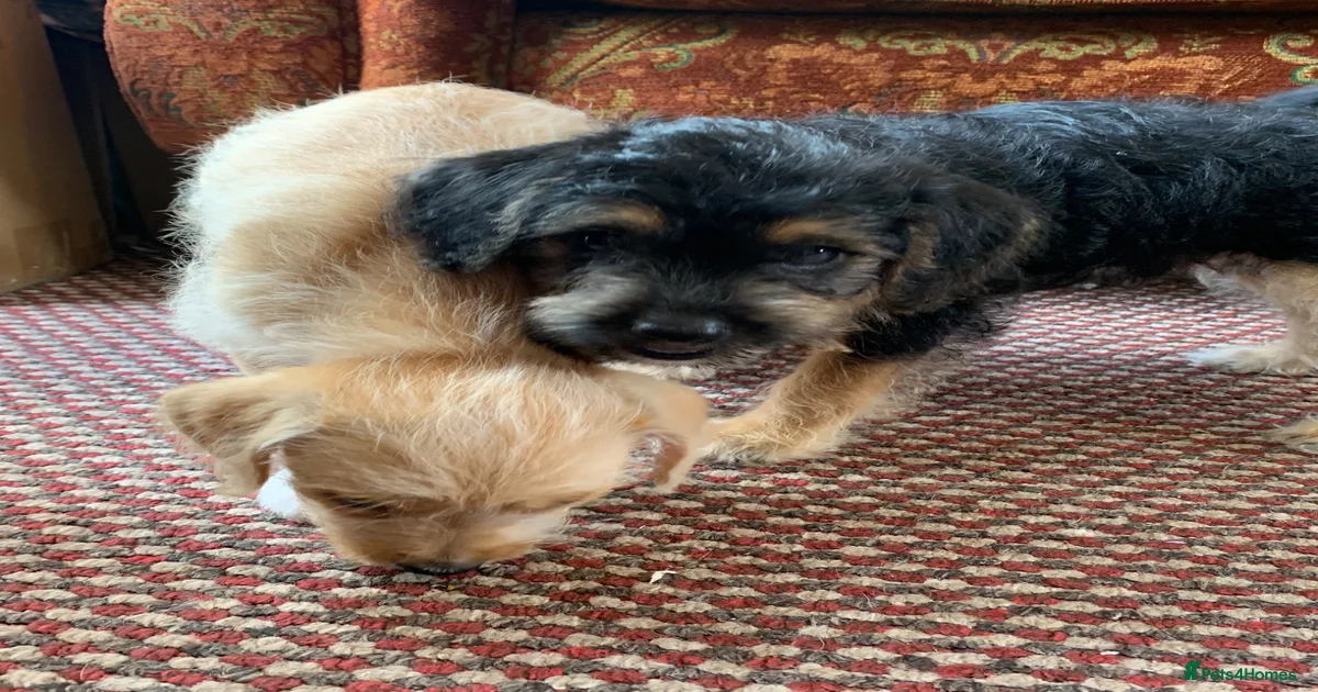 Jackchi x Toy poodle Puppies for sale in Lydney | Pets4Homes