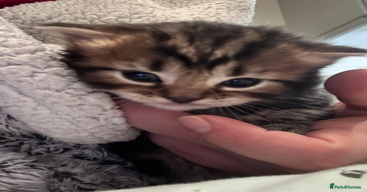 Mix Dad Mancoon with Angora,mum Persian with Tabby for sale in | Pets4Homes