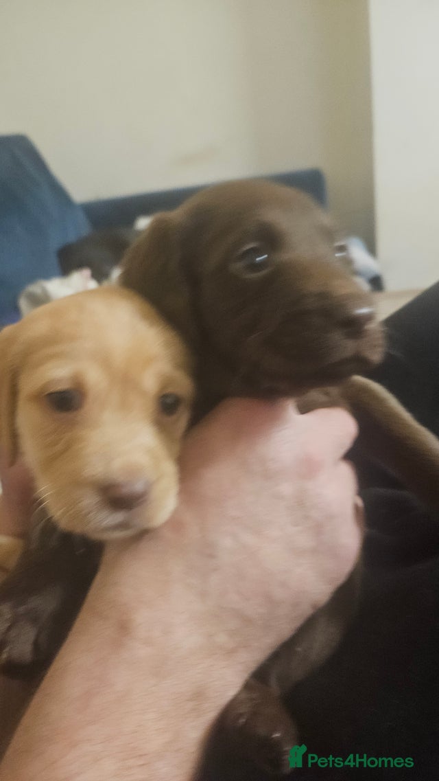 Cockerdor puppies for sale in Walsall | Pets4Homes