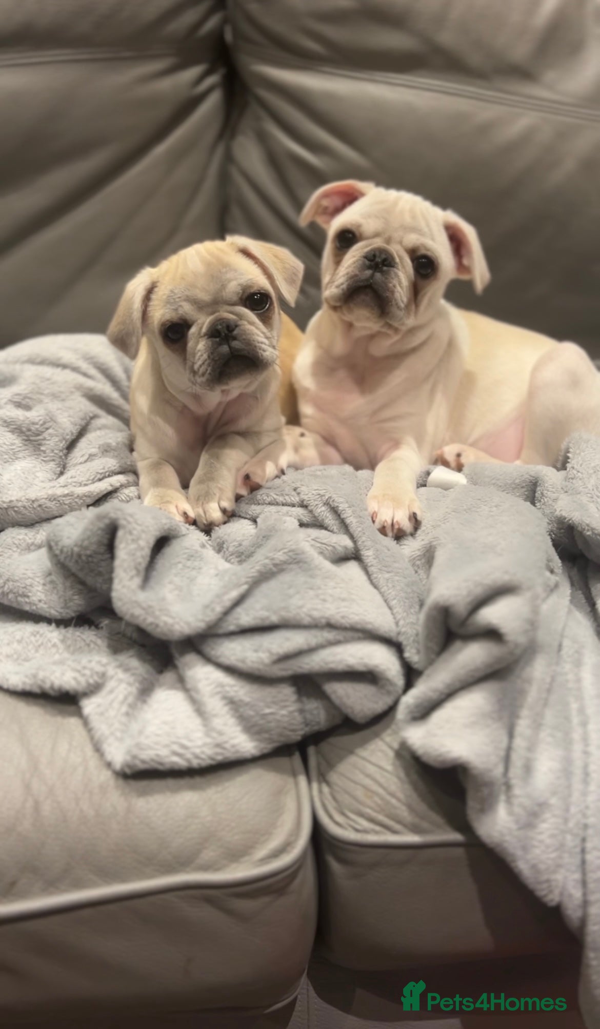 READY NOW silver KC pugs- last girl left 🩶 for sale in Orpington ...