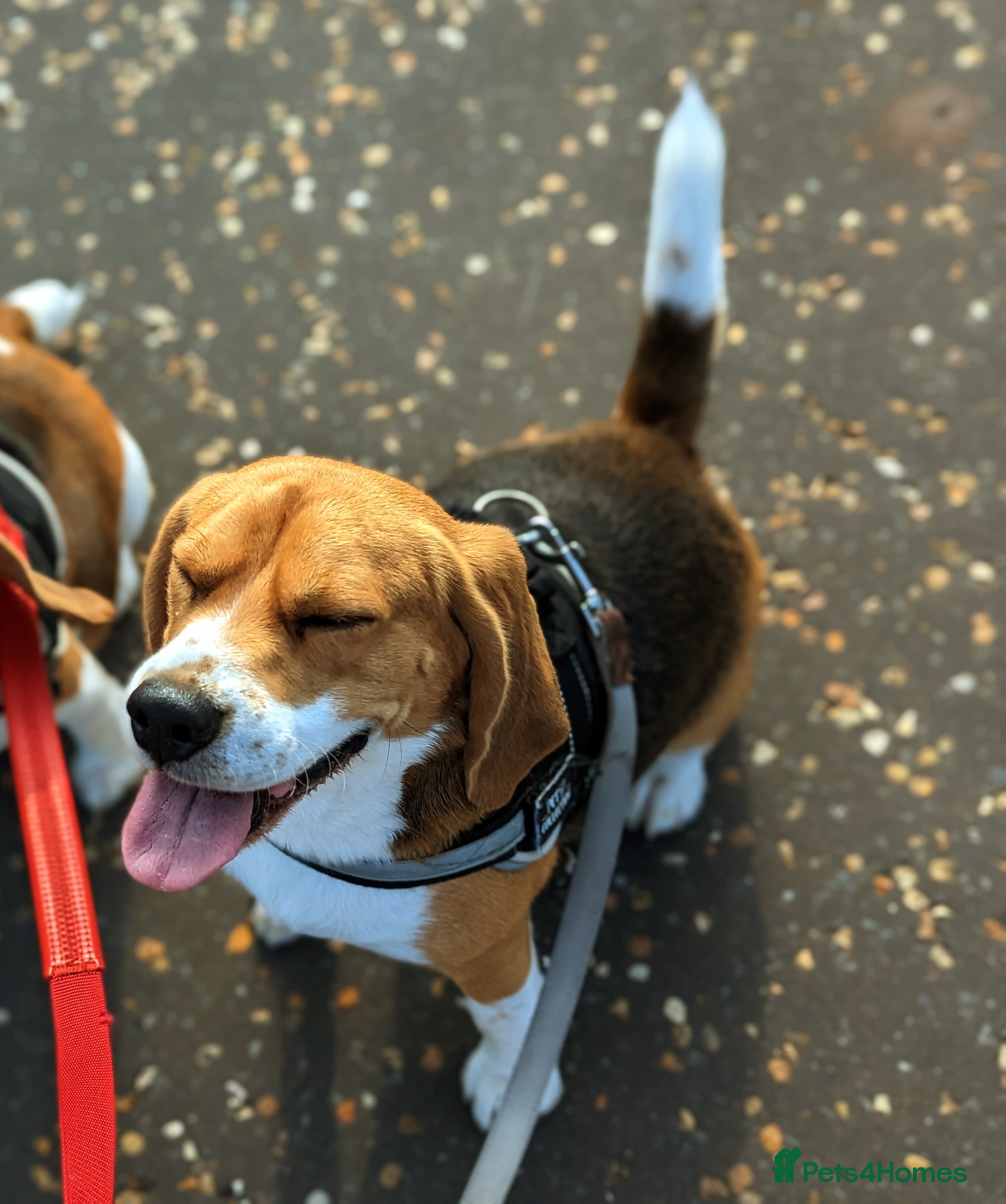 Tri color Beagle for stud for stud in Norwich | Pets4Homes