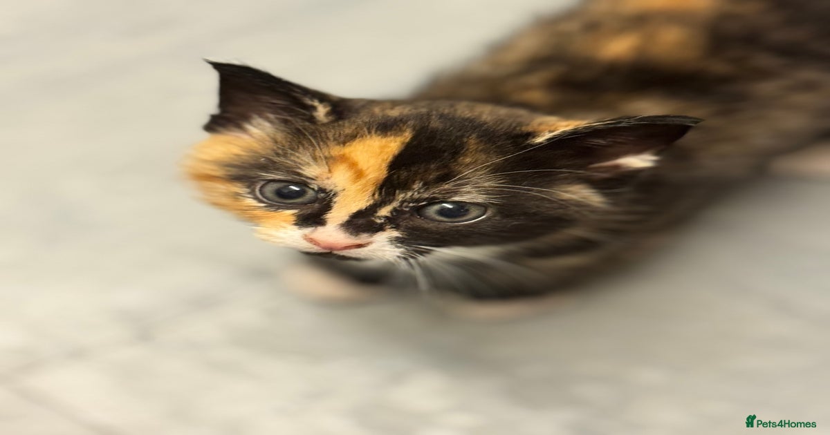 4 stunning tortoise shell mix breed female kittens for sale in ...