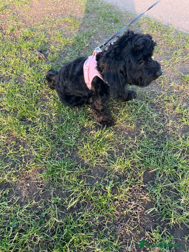 Female Cockapoo 10 months for sale in Harrow | Pets4Homes