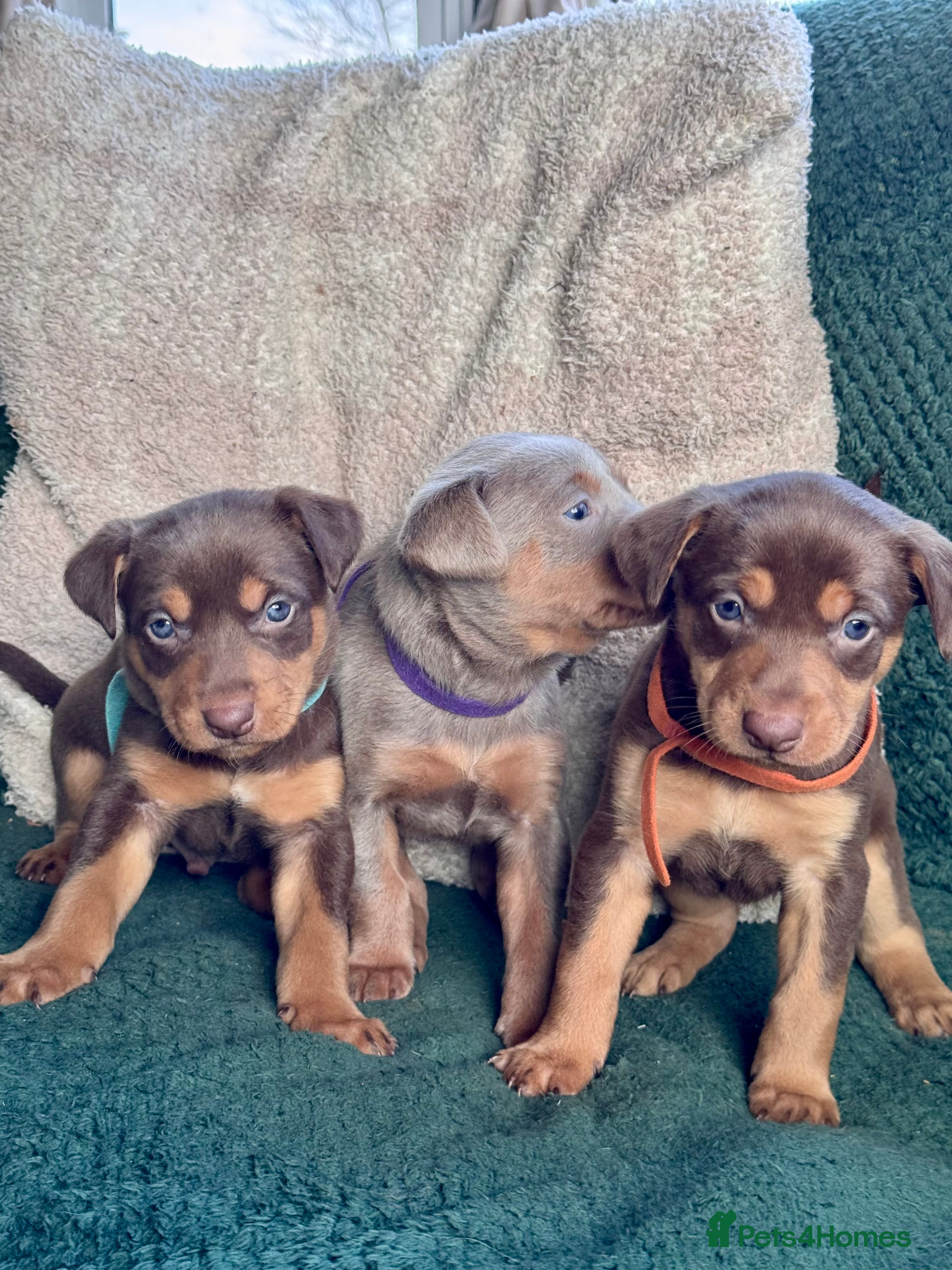 Australian Kelpie Puppies for sale in Burnley | Pets4Homes