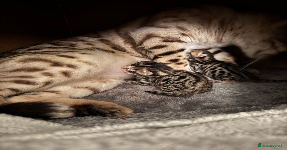 Ava’s Finest Pure Bengals for sale in Northampton | Pets4Homes