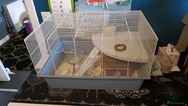 Syrian hamster for sale in Duns | Pets4Homes