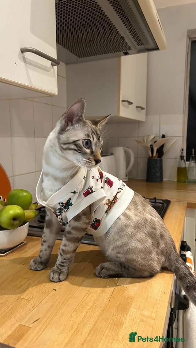 Beautiful Bengal for Sale – Leash Trained for sale in London | Pets4Homes