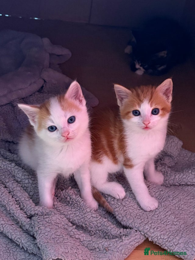 Adorable, fluffy, affectionate kittens for sale in Reading | Pets4Homes