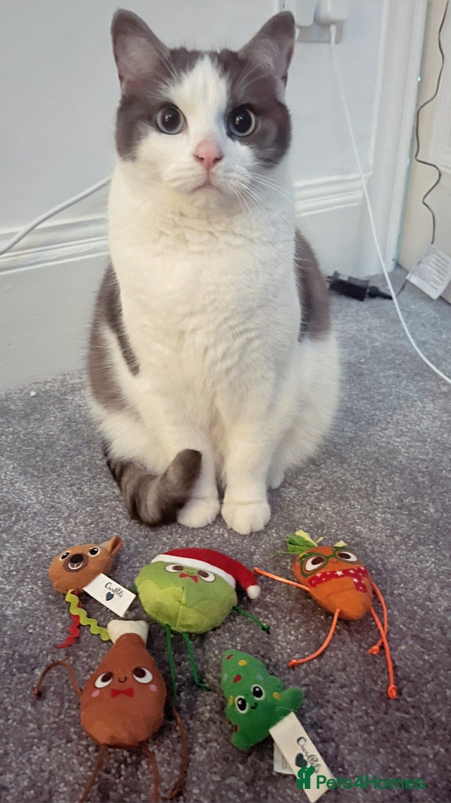 Sprout 🤍 for sale in Scarborough | Pets4Homes