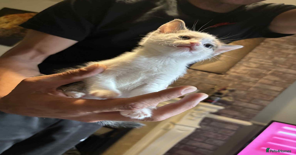 3 male kittens for sale in Sheffield | Pets4Homes