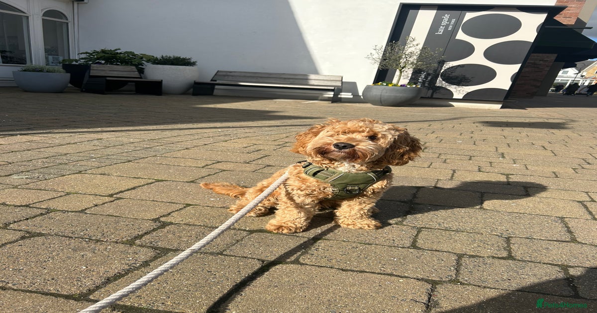 8 month old male cockapoo for sale in Witham | Pets4Homes