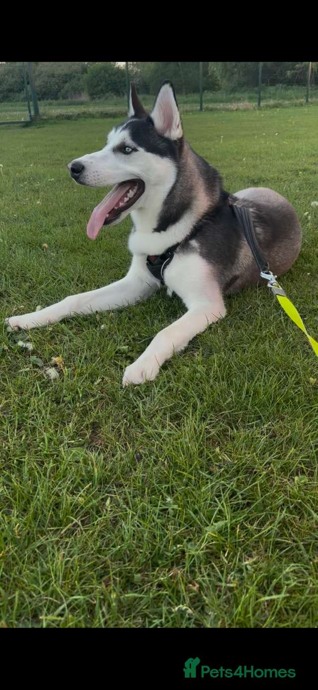 1 YearSiberian Husky for sale in Manchester | Pets4Homes