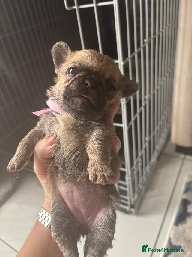 6 little adorable small breed puppies, southampton for sale in ...
