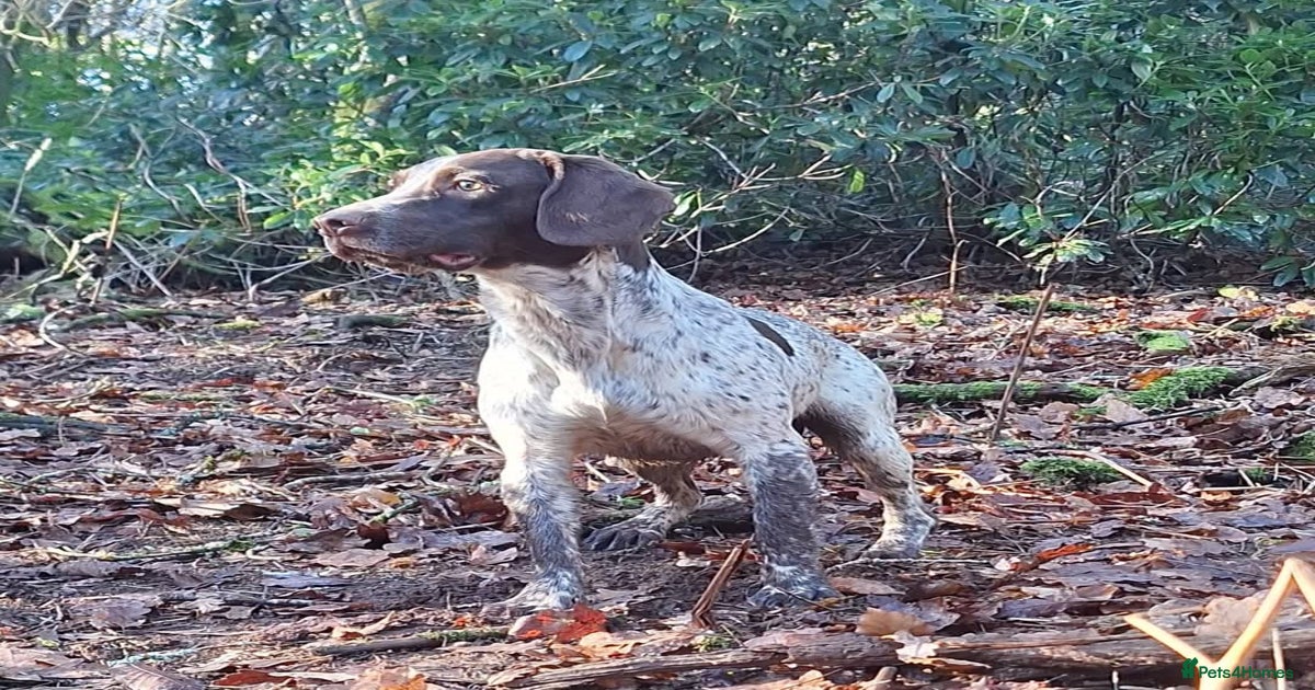 Springerdor for stud in Taunton | Pets4Homes