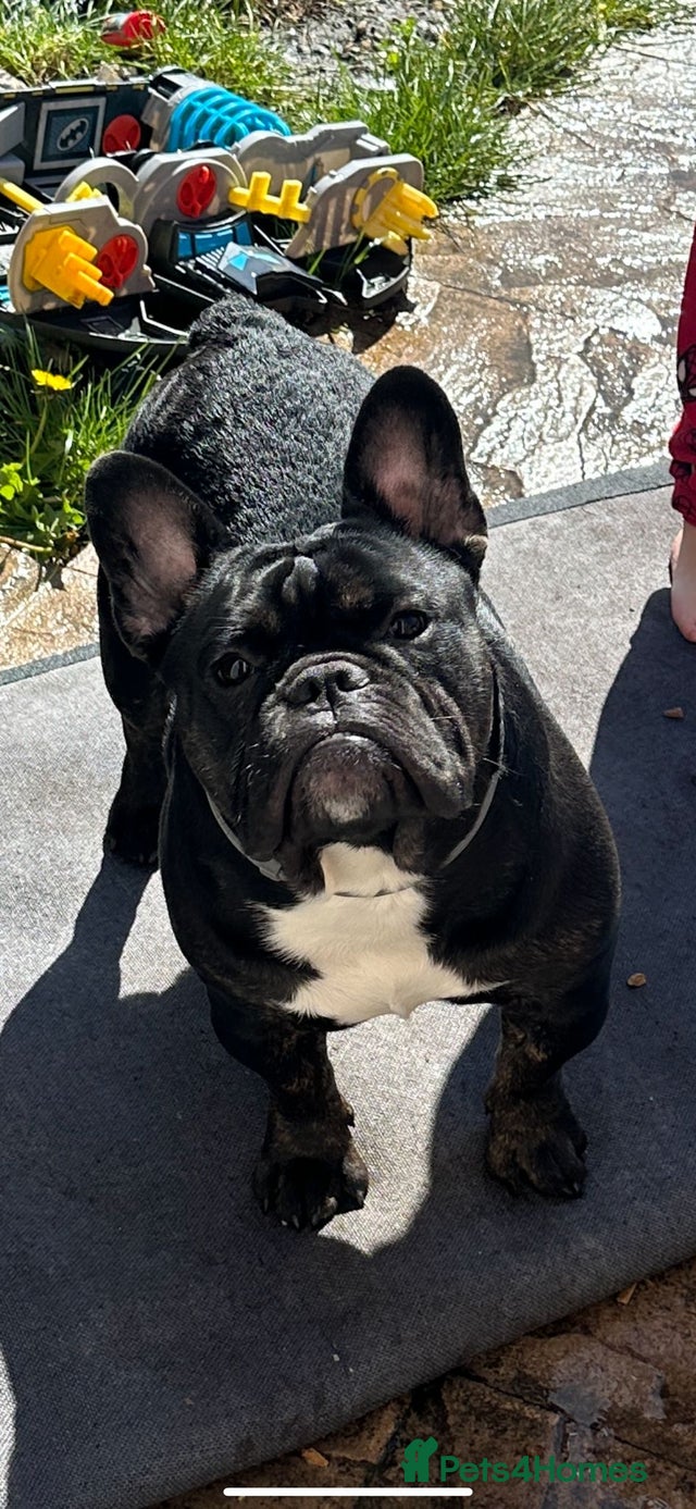 Male French bulldog for sale in Bedworth | Pets4Homes