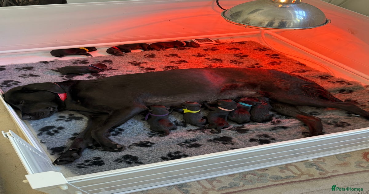 KC Registered Working Labrador Puppies for sale in Coalville | Pets4Homes