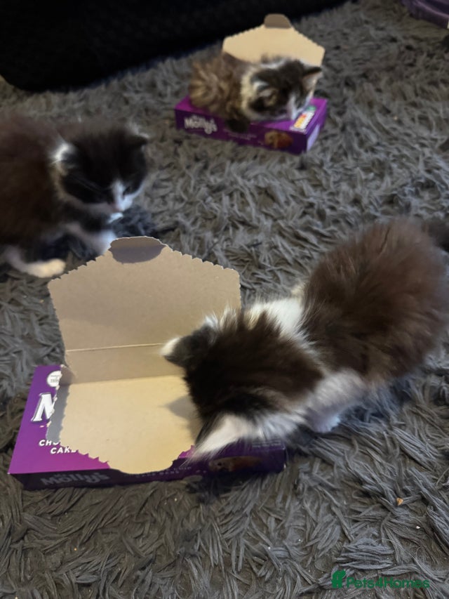 Part Maine coon kittens for sale in Eastbourne | Pets4Homes