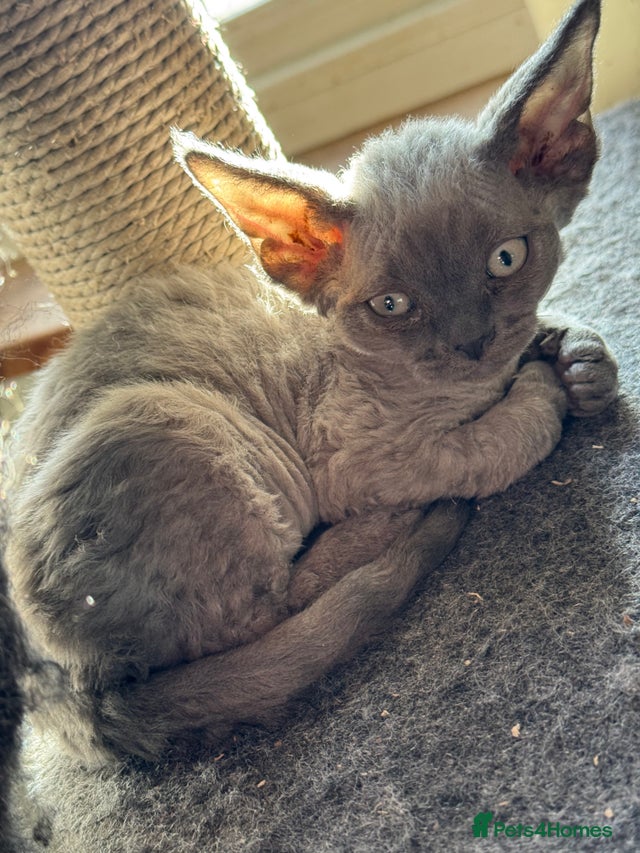 3 gorgeous Devon Rex kittens for sale in Spalding | Pets4Homes