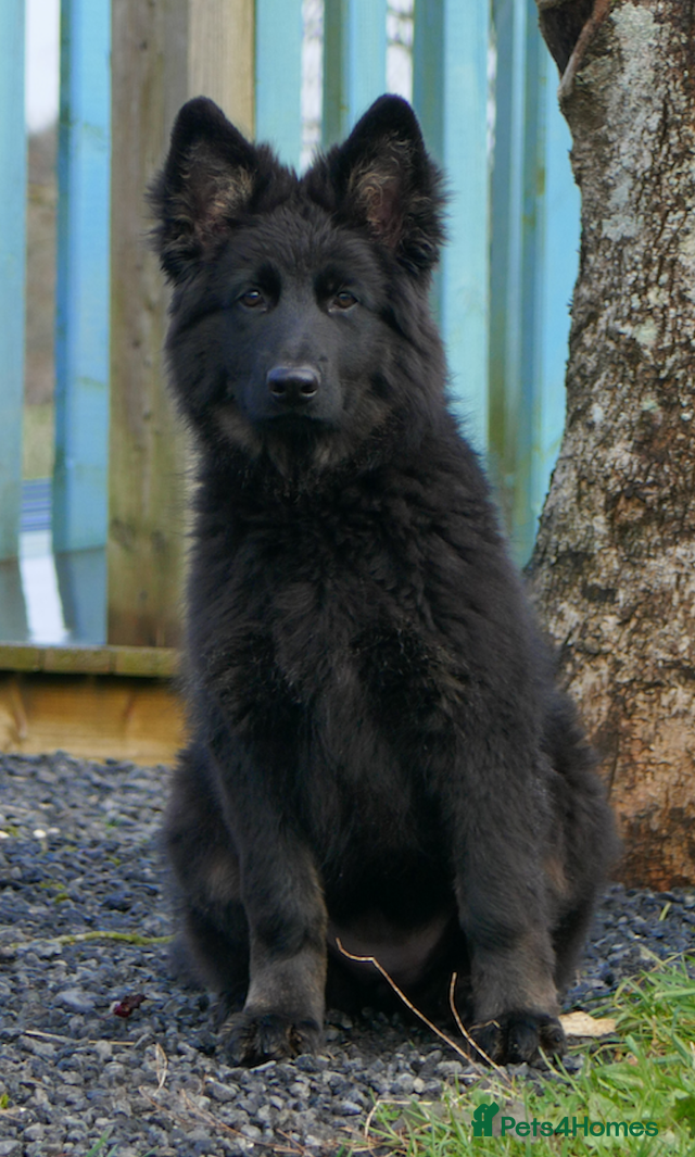 OLD FASHION GSD PUPPIES DUE 8TH OCTOBER for sale in Whitland | Pets4Homes