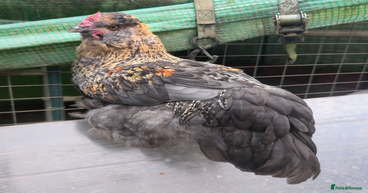 Poultry for sale | Pets4Homes