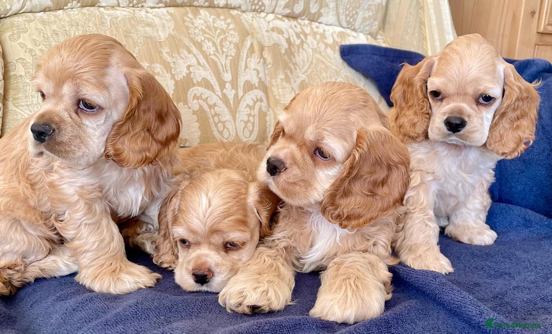 American Cocker Spaniel Dogs Breed - Information, Temperament, Size ...