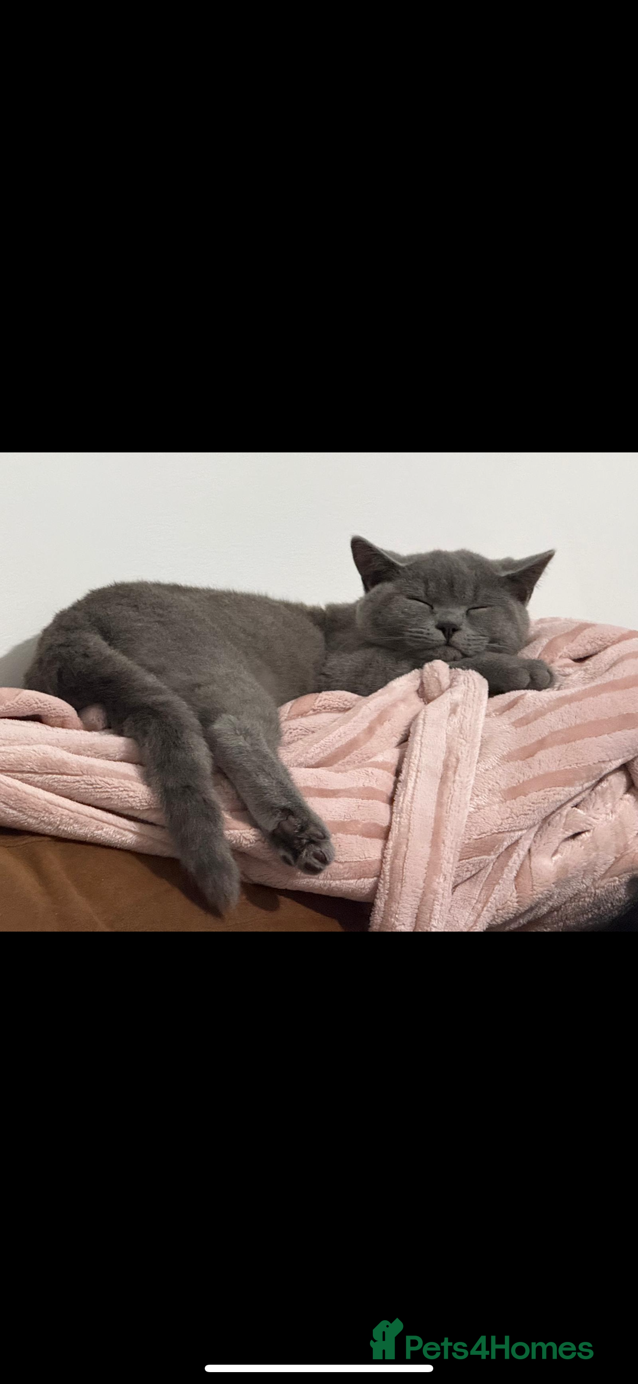 GCCF ACTIVE REG BLUE PEDIGREE BSH BOY for sale in Great Yarmouth ...