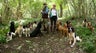 Countryways Gundogs | Pets4Homes