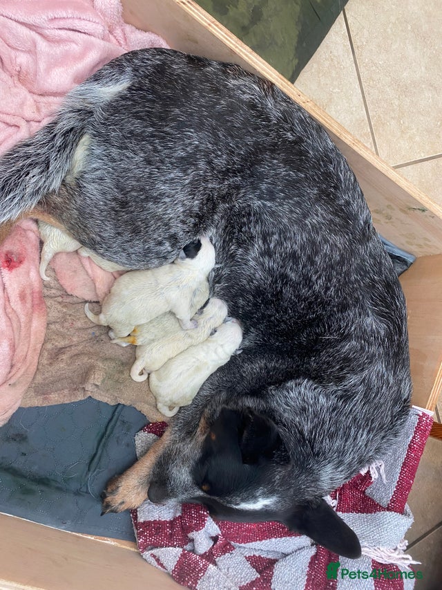 Australian Cattle Dog Puppy for sale in Dover | Pets4Homes