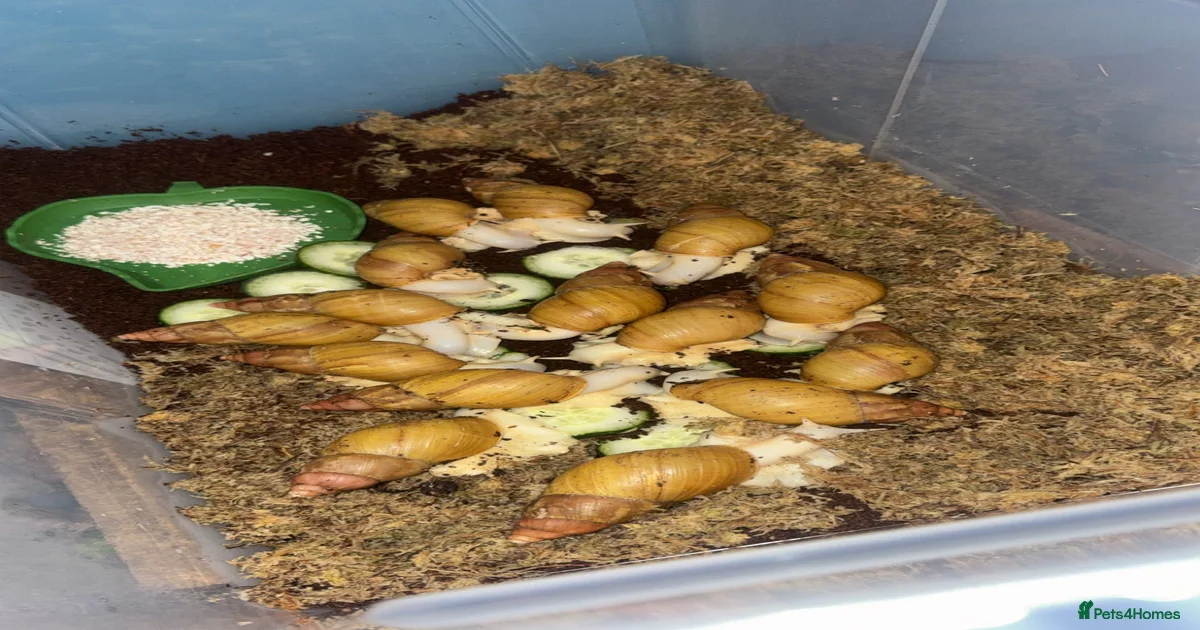 Giant African land snails for sale in Rochester | Pets4Homes