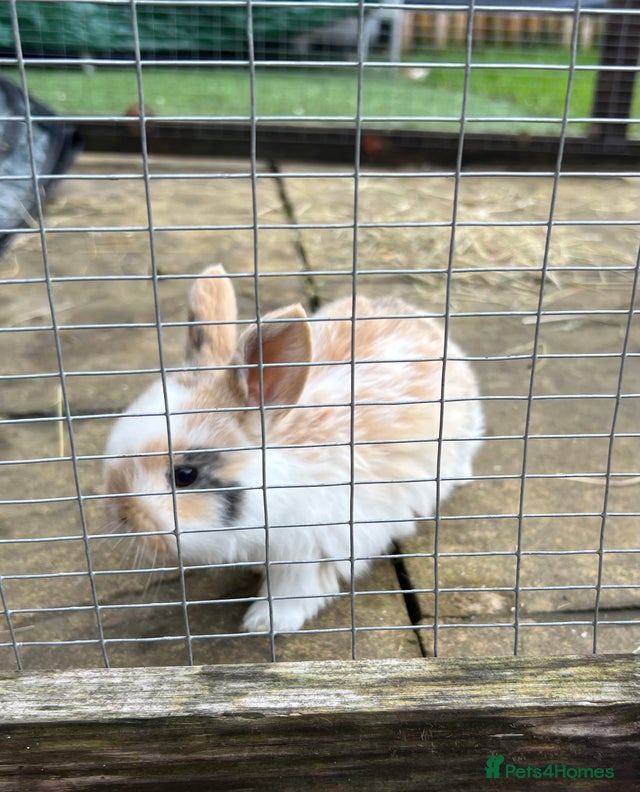 Stunning Mini Lops for sale in Otley | Pets4Homes