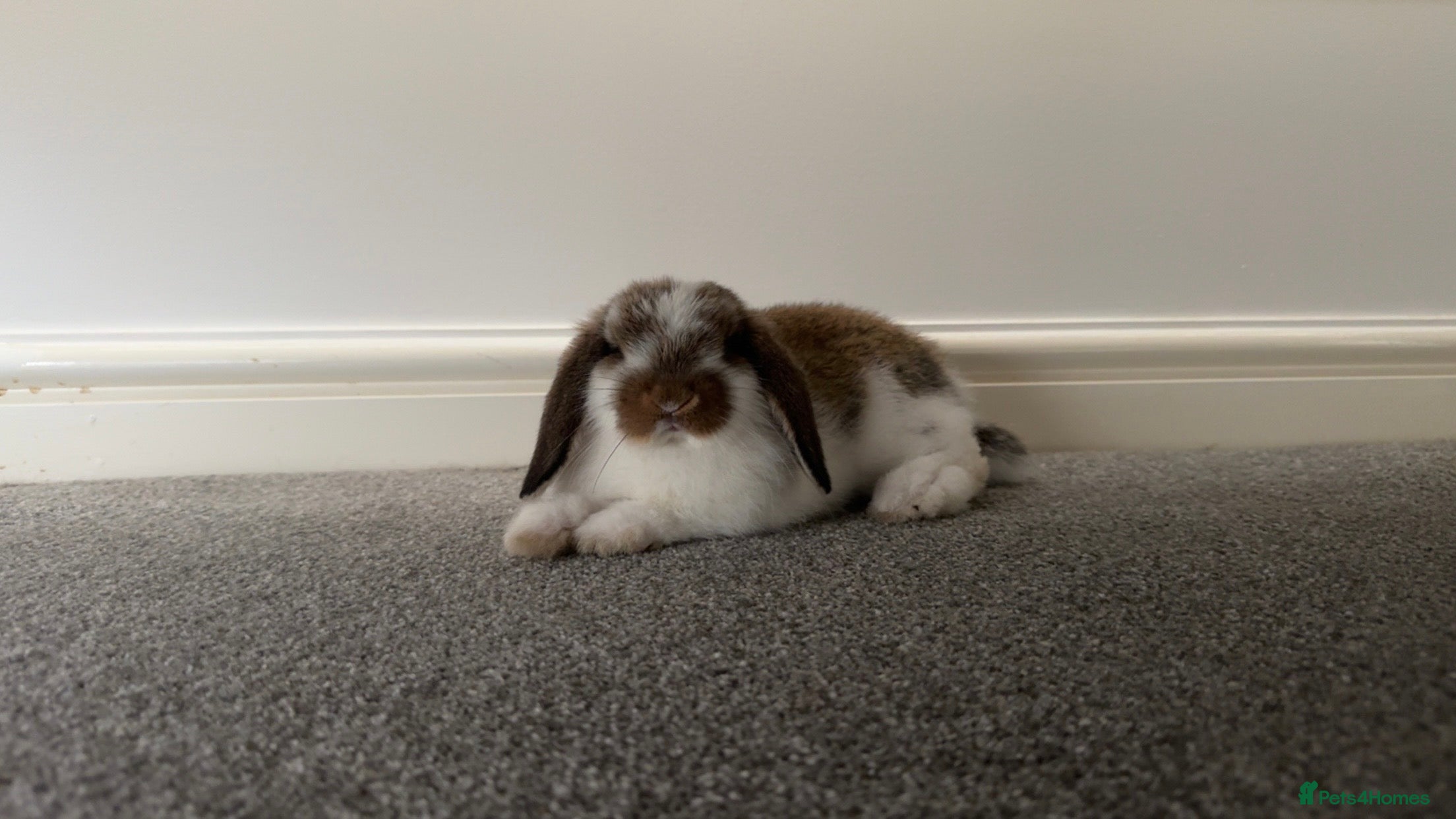 2 Mini Lop Rabbits for sale in Hull | Pets4Homes