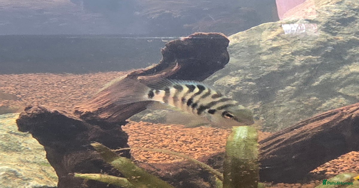 Blue convict for sale in Rugby | Pets4Homes