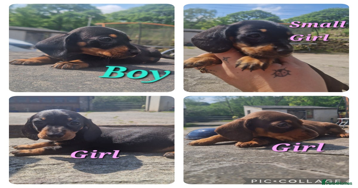 * REDUCED * READY* PRA CLEAR MINIATURE DACHSHUNDS for sale in Swansea ...