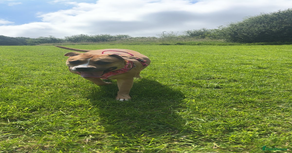 ivy, staff cross for sale in Newport | Pets4Homes