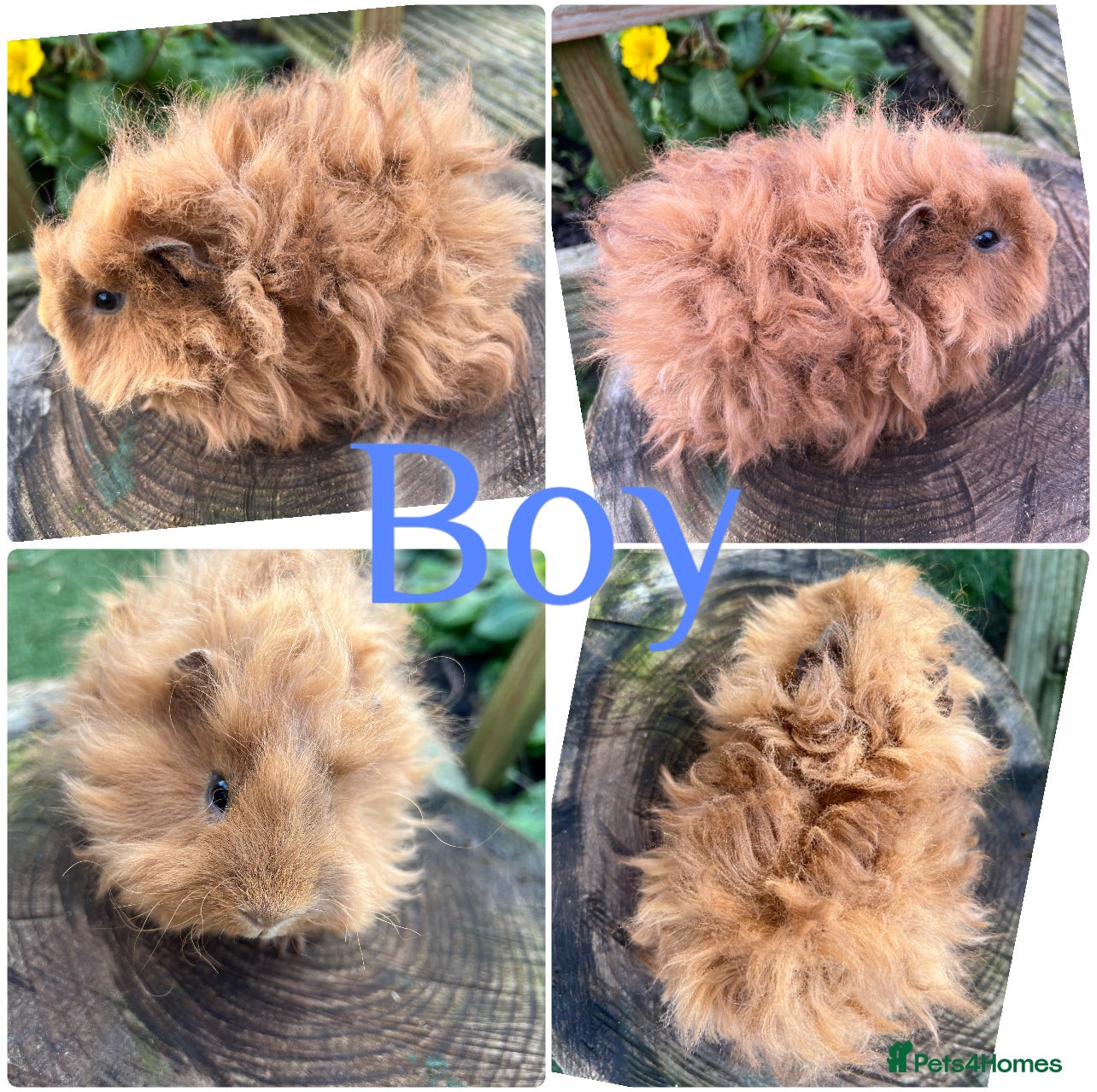 Baby Lunkarya Mix Boar Guniea Pig Ready to collect for sale in Grays ...