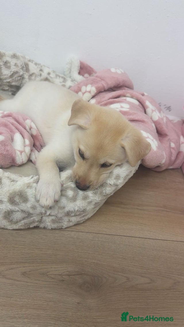 Labrador x husky puppy for sale in Worcester | Pets4Homes