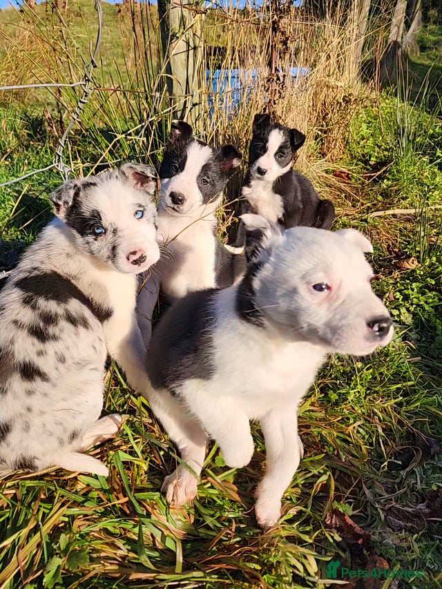Border Collie Puppies for sale in Langholm | Pets4Homes