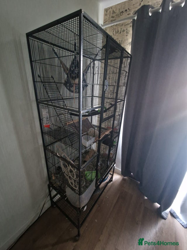 4 Male rats for sale in Maidstone | Pets4Homes
