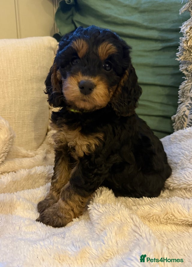 Stunning litter of F1 Cockapoo Puppies for sale in Bromyard | Pets4Homes