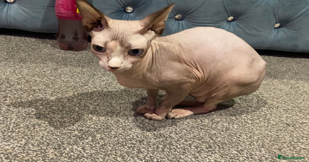 Sphynx girl to a caring home for sale in Derby | Pets4Homes