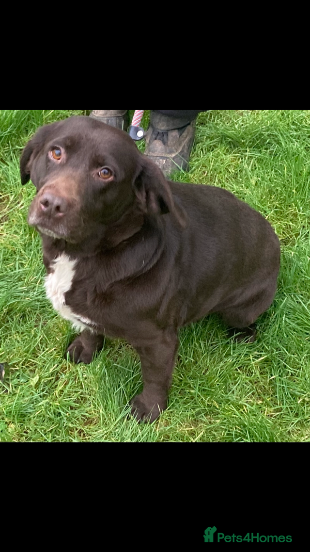 Gorgeous Female Springador For Sale for sale in Bury Saint Edmunds ...