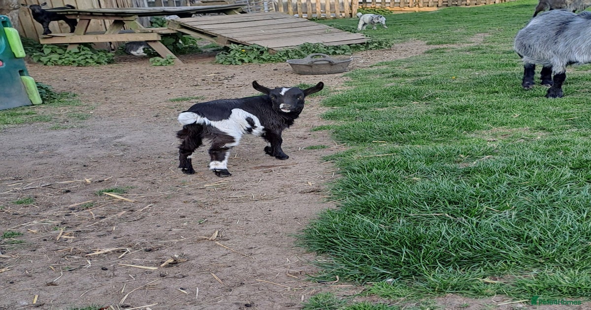 Pygmy kids 1 castrated male and 2 female left for sale in Belper ...