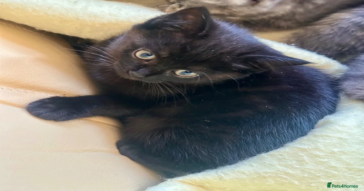 Kittens for sale in Maldon, Essex | Pets4Homes
