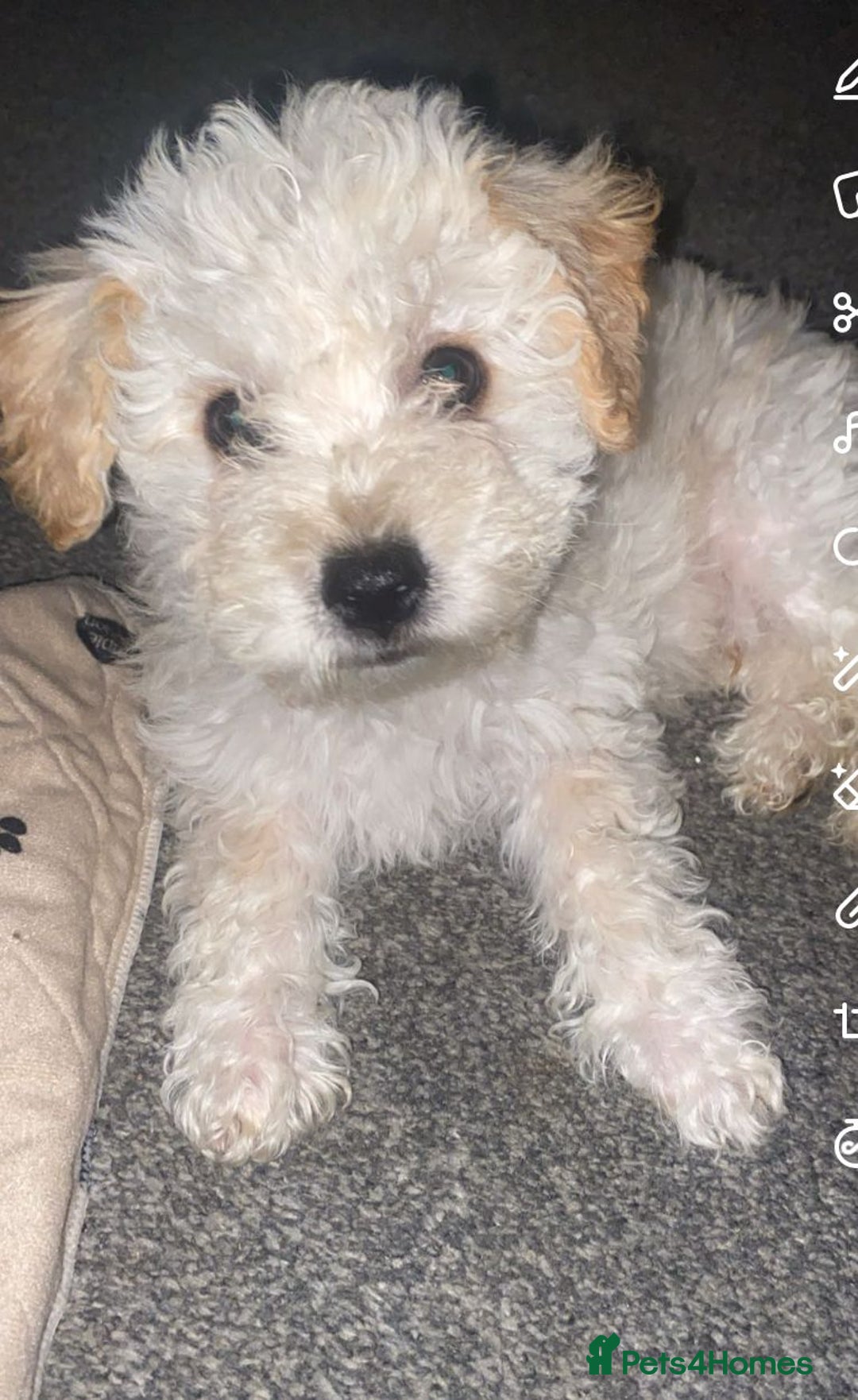 Yorkie bichon cross bichon frise. for sale in Fleetwood | Pets4Homes