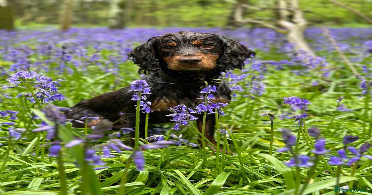 Liver and tan cocker available for STUD for stud in Ross-on-Wye ...