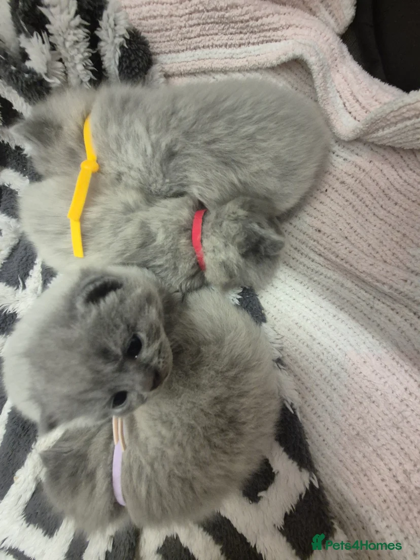British short hair lilac for sale in Batley | Pets4Homes